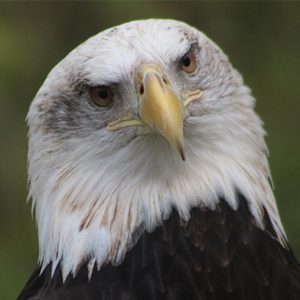 Meet Valkyrie | Bald Eagle | Schlitz Audubon Nature Center
