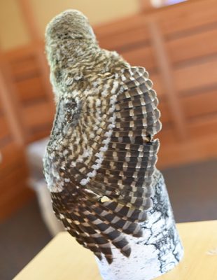 Welcome Our New Barred Owl, Perseus - Schlitz Audubon