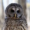 Perseus | Barred Owl | Schlitz Audubon Raptor Program