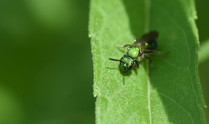 Fluttering of Summer at Schlitz Audubon - Schlitz Audubon