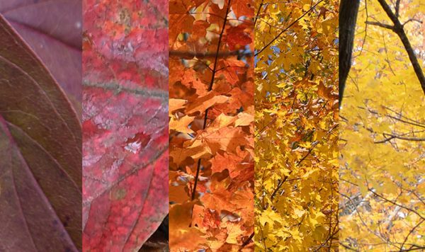 The Science Behind Fall Colors in Wisconsin - Schlitz Audubon