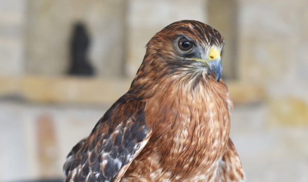Welcome Our New Red-shouldered Hawk, Atlas - Schlitz Audubon