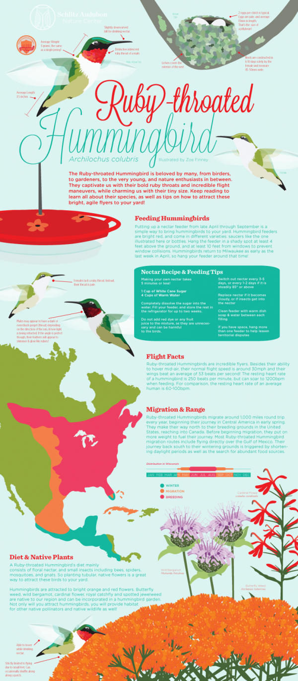 Basics of the Ruby-throated Hummingbird - Schlitz Audubon