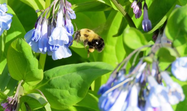 Spring Bees in Your Backyard - Schlitz Audubon