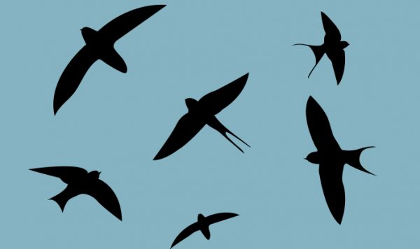 Lifeways of Avian Aerial Insectivores - Schlitz Audubon