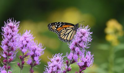 The Significance of Prairie Insects - Schlitz Audubon