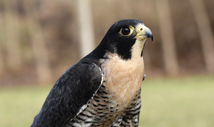 Welcome Our New Peregrine Falcon, Otis - Schlitz Audubon