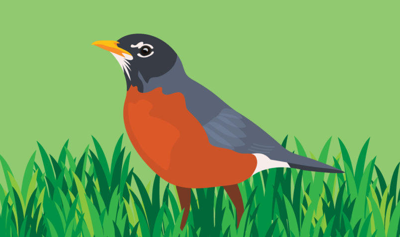 All About the American Robin - Schlitz Audubon