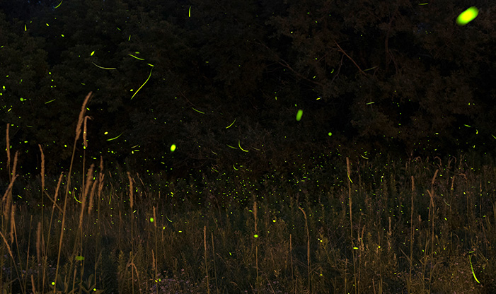 The Illustrious Life of the Firefly - Schlitz Audubon