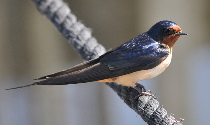 Bird Profile: Barn Swallow | Schlitz Audubon