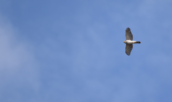 Five Simple Ways You Can Help Conserve Raptors - Schlitz Audubon