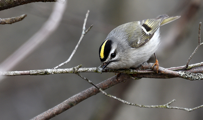 Bird Profile: Golden-crowned Kinglet - Schlitz Audubon