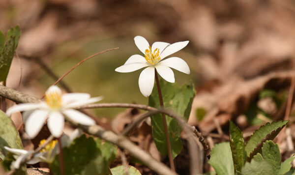 Beyond the Beauty of Spring Ephemerals - Schlitz Audubon