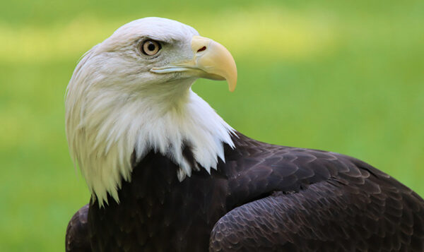 Adopt a Bald Eagle - Schlitz Audubon