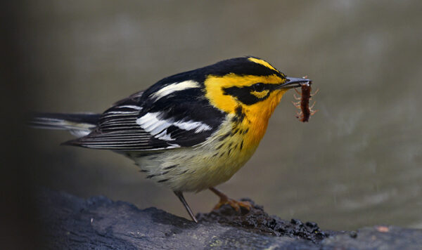 Bird Foraging Methods - Schlitz Audubon