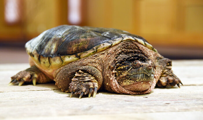 Support Our Turtles - Schlitz Audubon