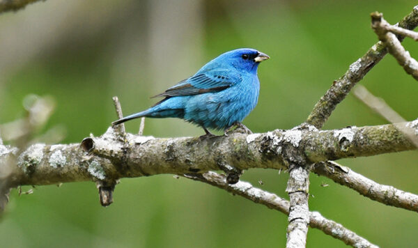 Bird Profile: Indigo Bunting - Schlitz Audubon
