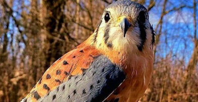 Our Raptor Program Educates about Birds of Prey | Schlitz Audubon