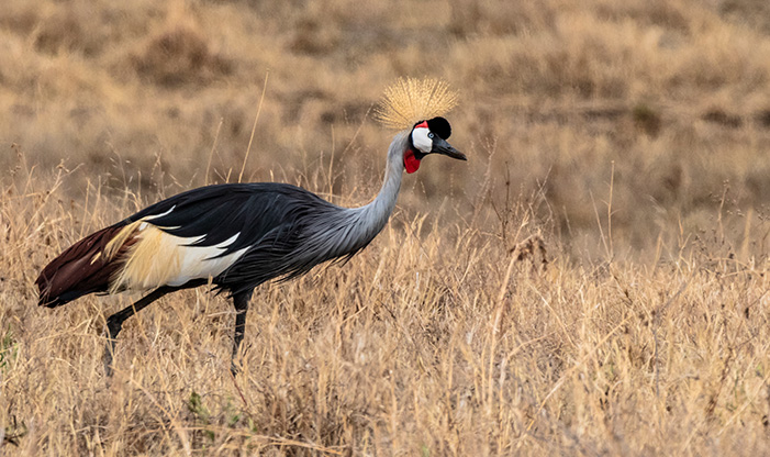 Art Gallery - Schlitz Audubon
