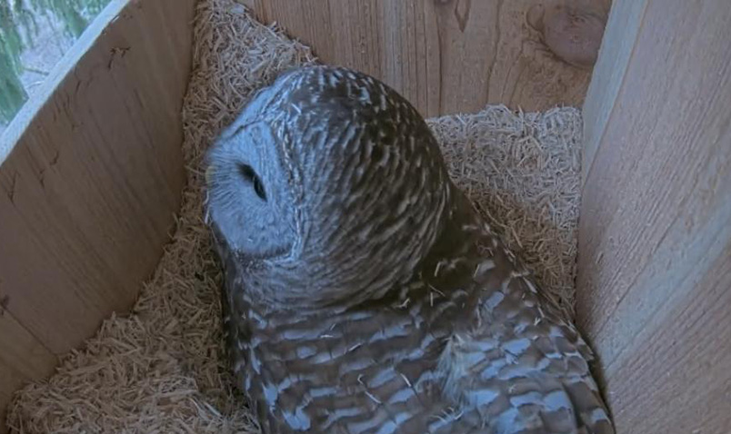 Barred Owl Nest Box Cam - Schlitz Audubon