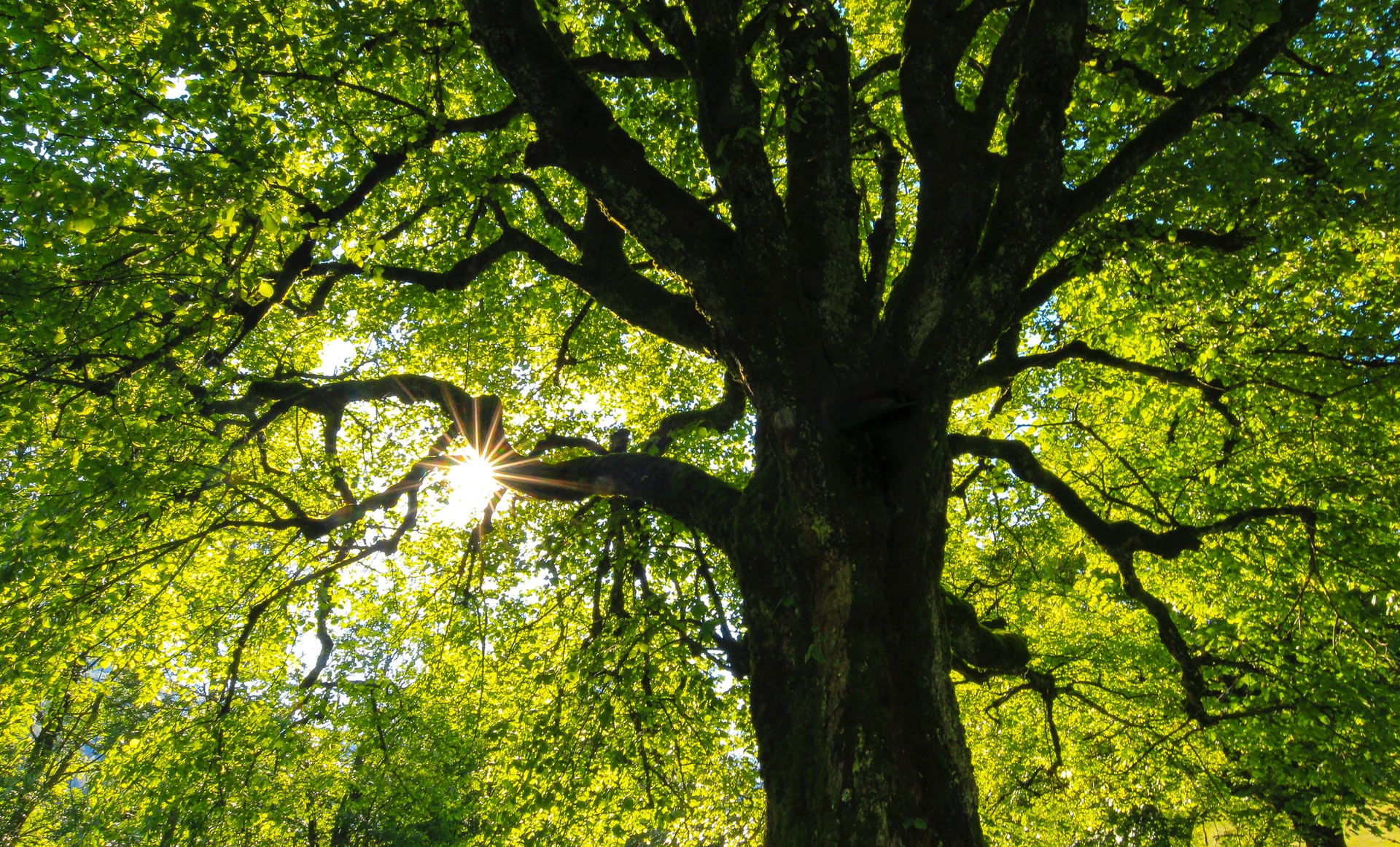 Guided Forest Bathing: South Ravine Trail - Schlitz Audubon