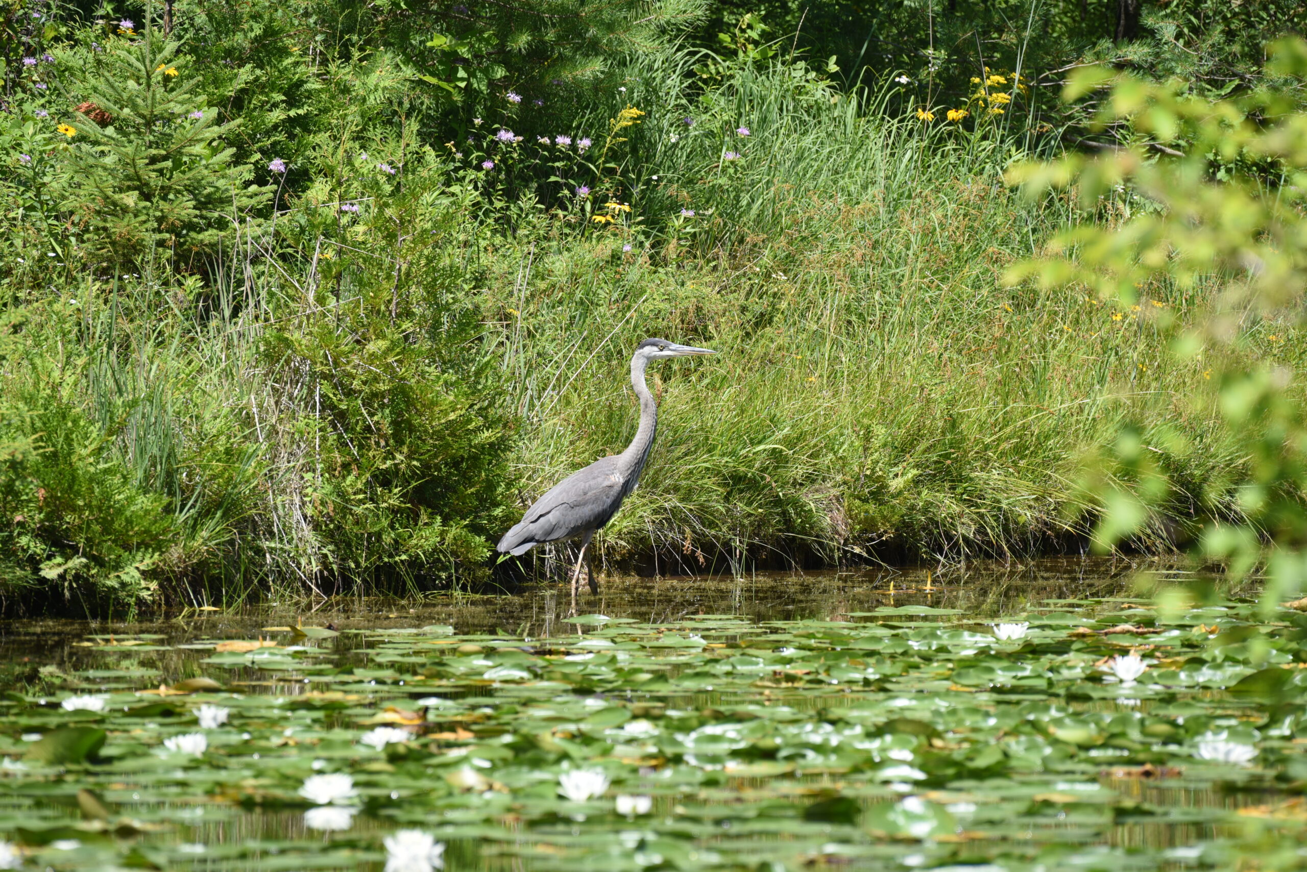 Schlitz Audubon Bird Club: Wetland Wandering - Schlitz Audubon