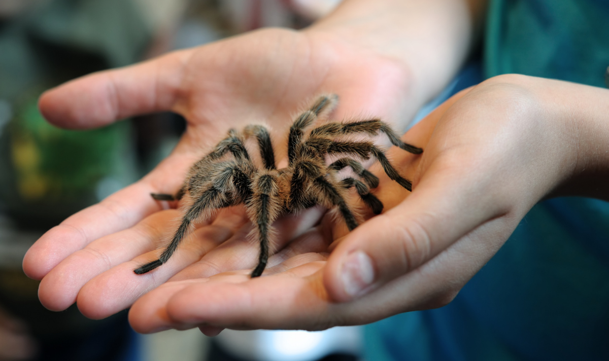 Creepy Crawling Critters - Schlitz Audubon