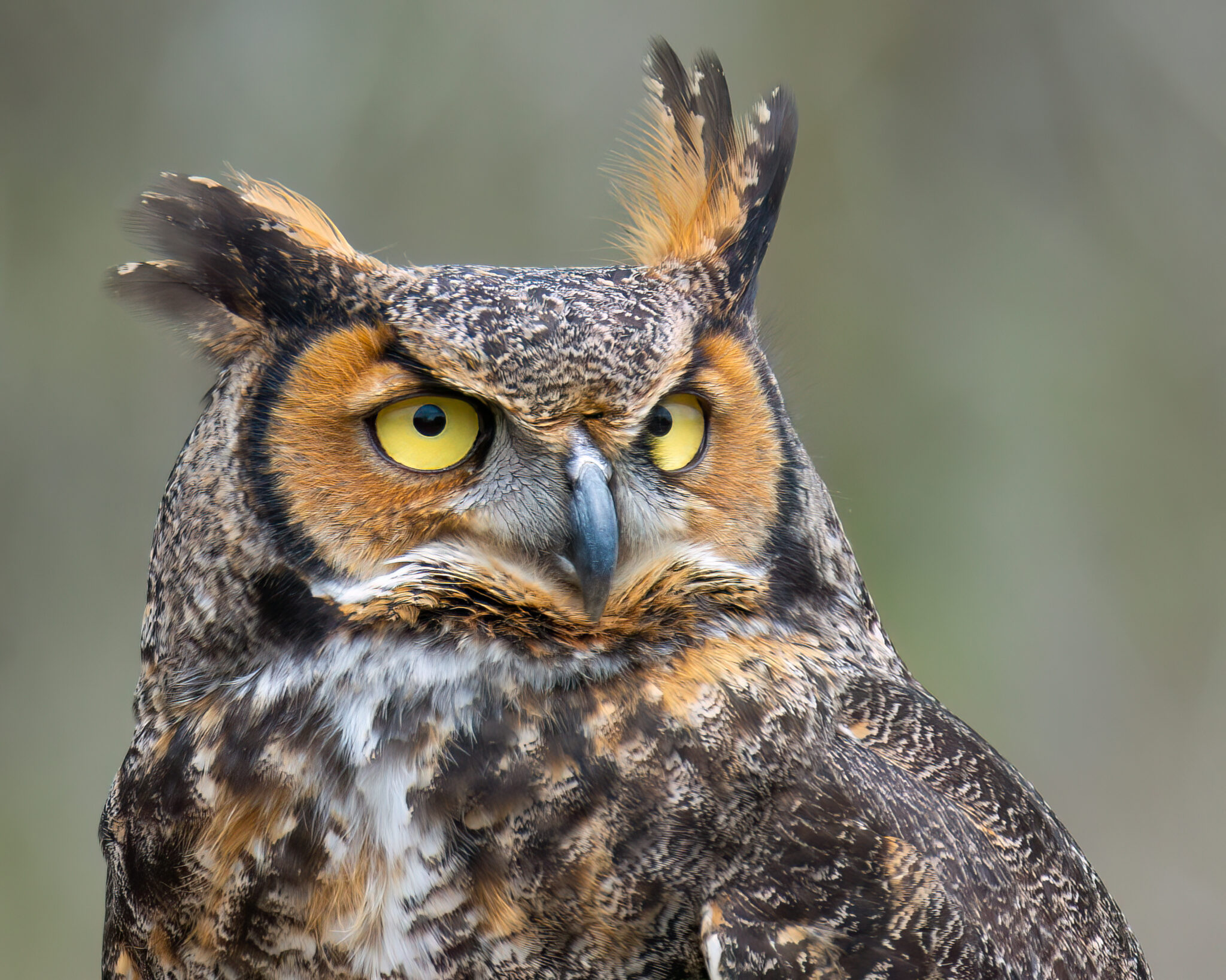 Raptor Ambassador Spotlight: Zari the Great Horned Owl - Schlitz Audubon